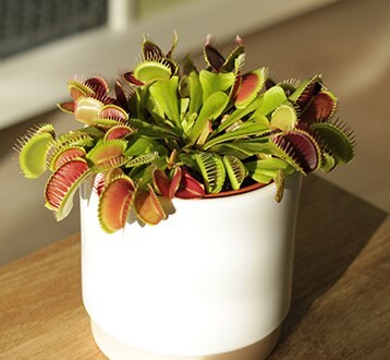 All types of plants - Waitrose Garden