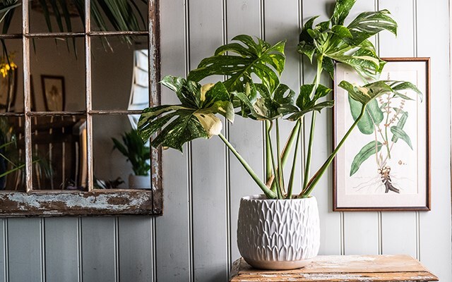 The Home of Online Gardening - Waitrose Garden