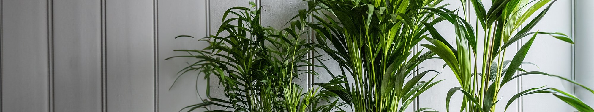 The Home of Online Gardening - Waitrose Garden