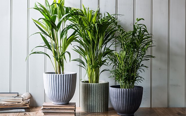 The Home of Online Gardening - Waitrose Garden