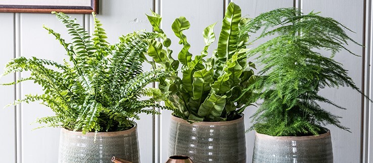 All types of plants - Waitrose Garden