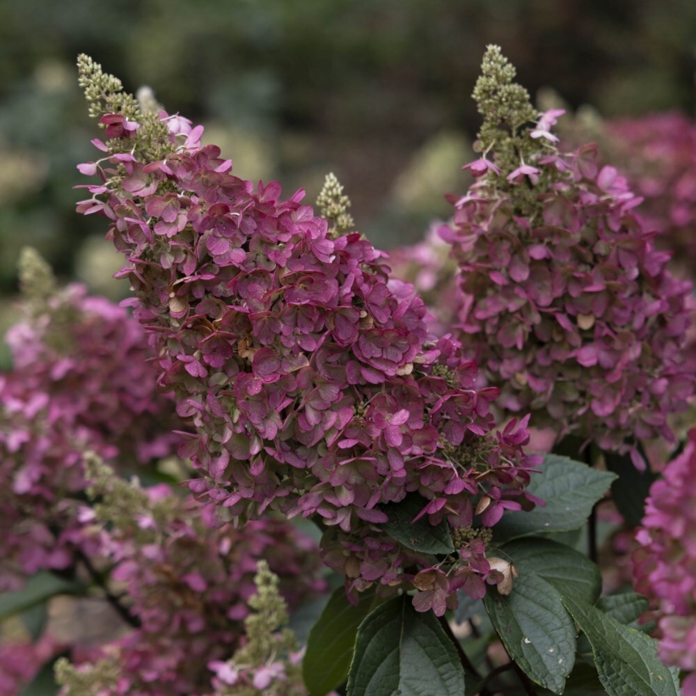 Buy viola: Delivery by Crocus