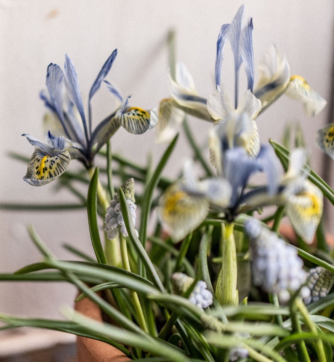 Buy plants online - Online Garden Centre for a wide variety of plants ...