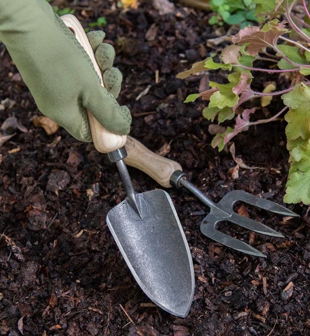 Buy plants online - Online Garden Centre for a wide variety of plants ...