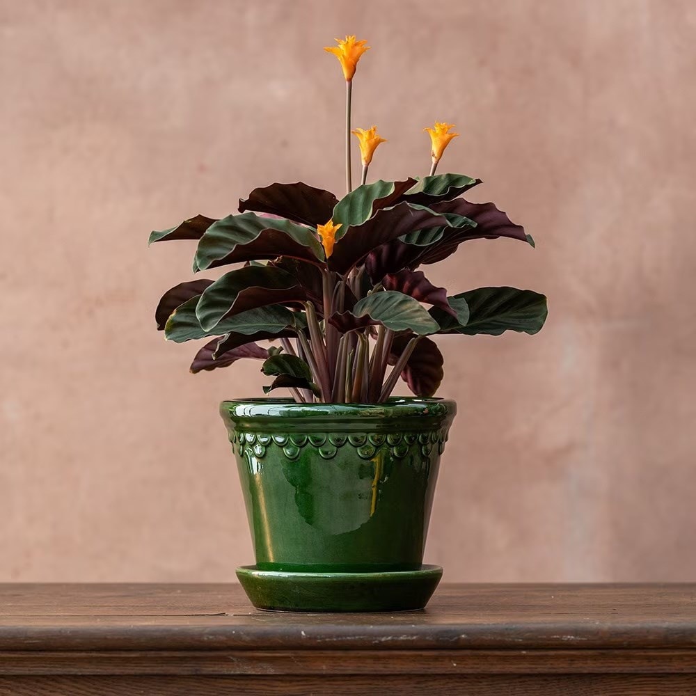 Buy viola: Delivery by Crocus