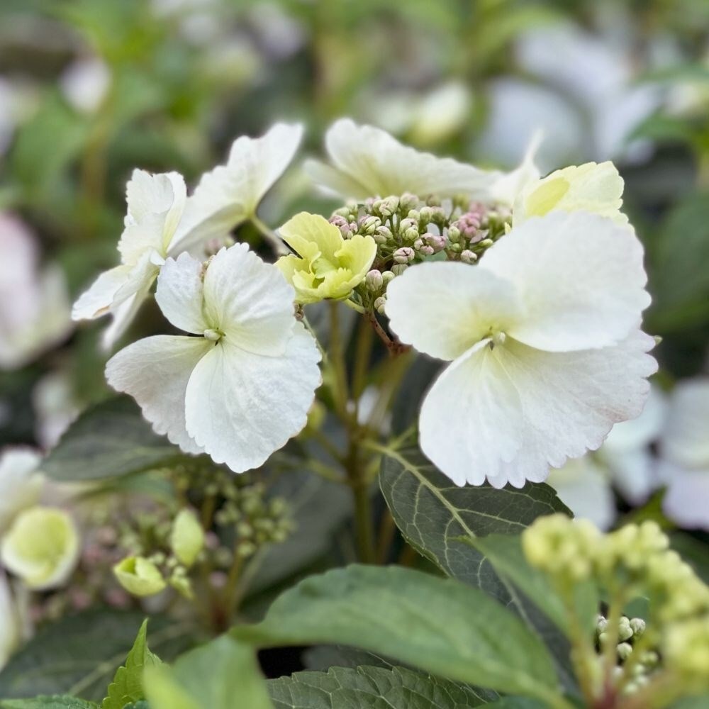 Buy Echinops: Delivery by Crocus