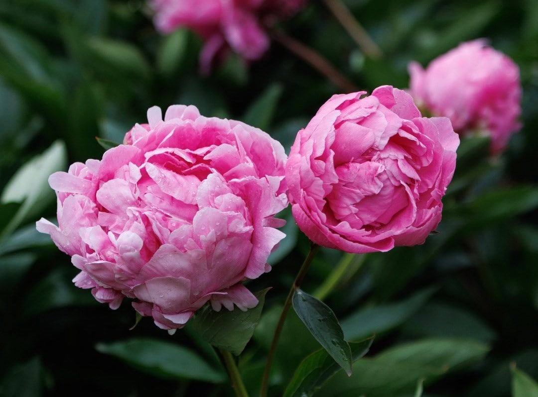 Buy Spring Bulbs Online at Crocus | Autumn Planting Bulbs