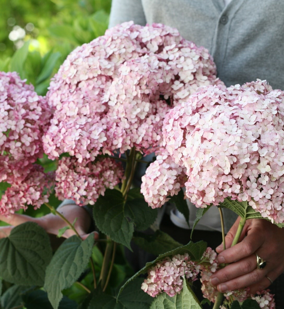 Buy plants online - Online Garden Centre for a wide variety of plants ...
