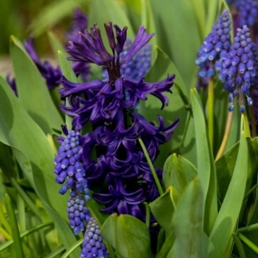 Buy bulbs for your garden