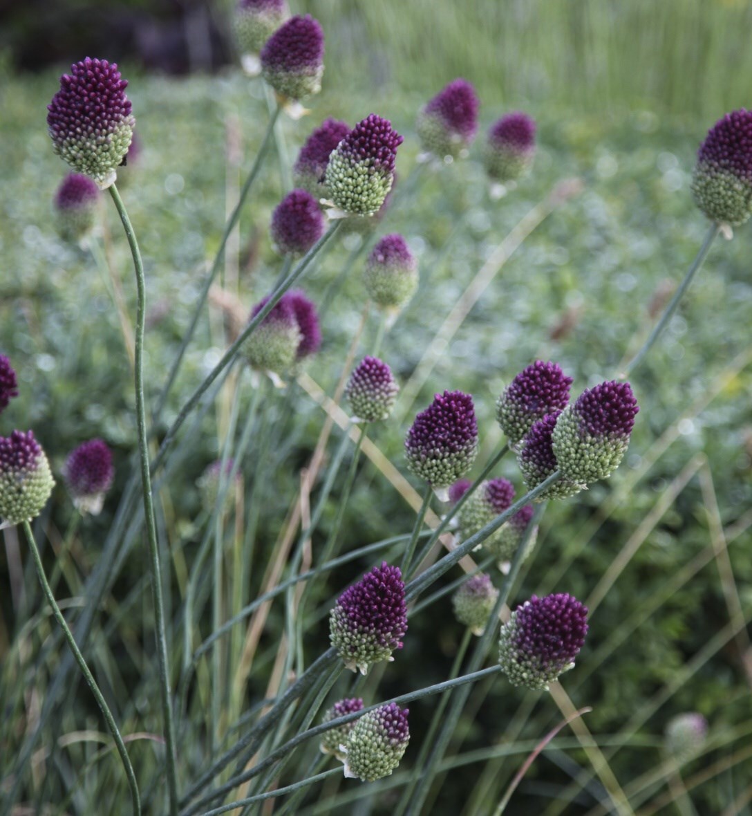 Buy bulbs for your garden