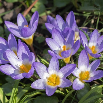 Buy bulbs for your garden