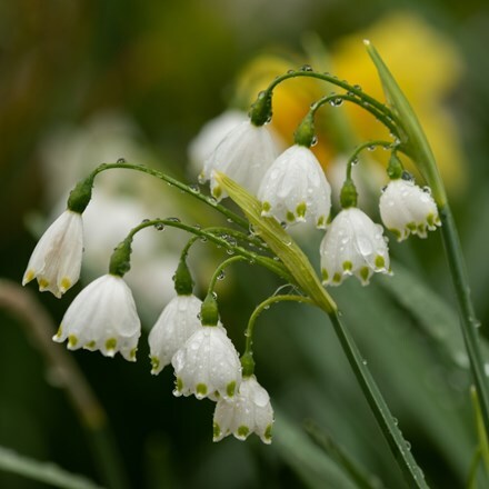 Buy bulbs for your garden