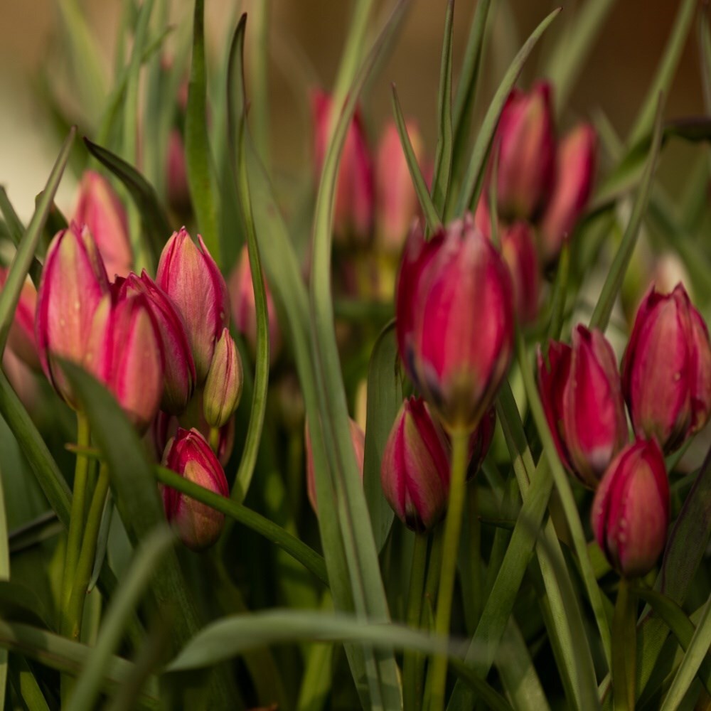 Gardening features from Crocus.co.uk - Mediterranean