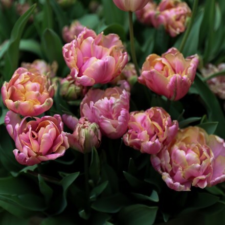 Buy peony karl: Delivery by Crocus