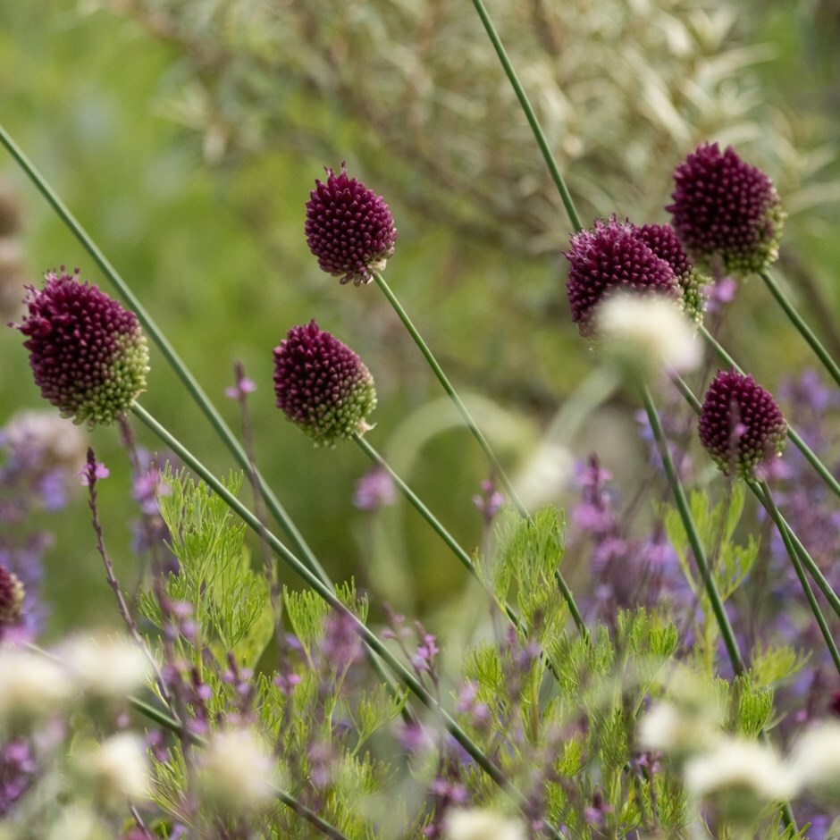 Gardening features from Crocus.co.uk - Large Flowered Clematis