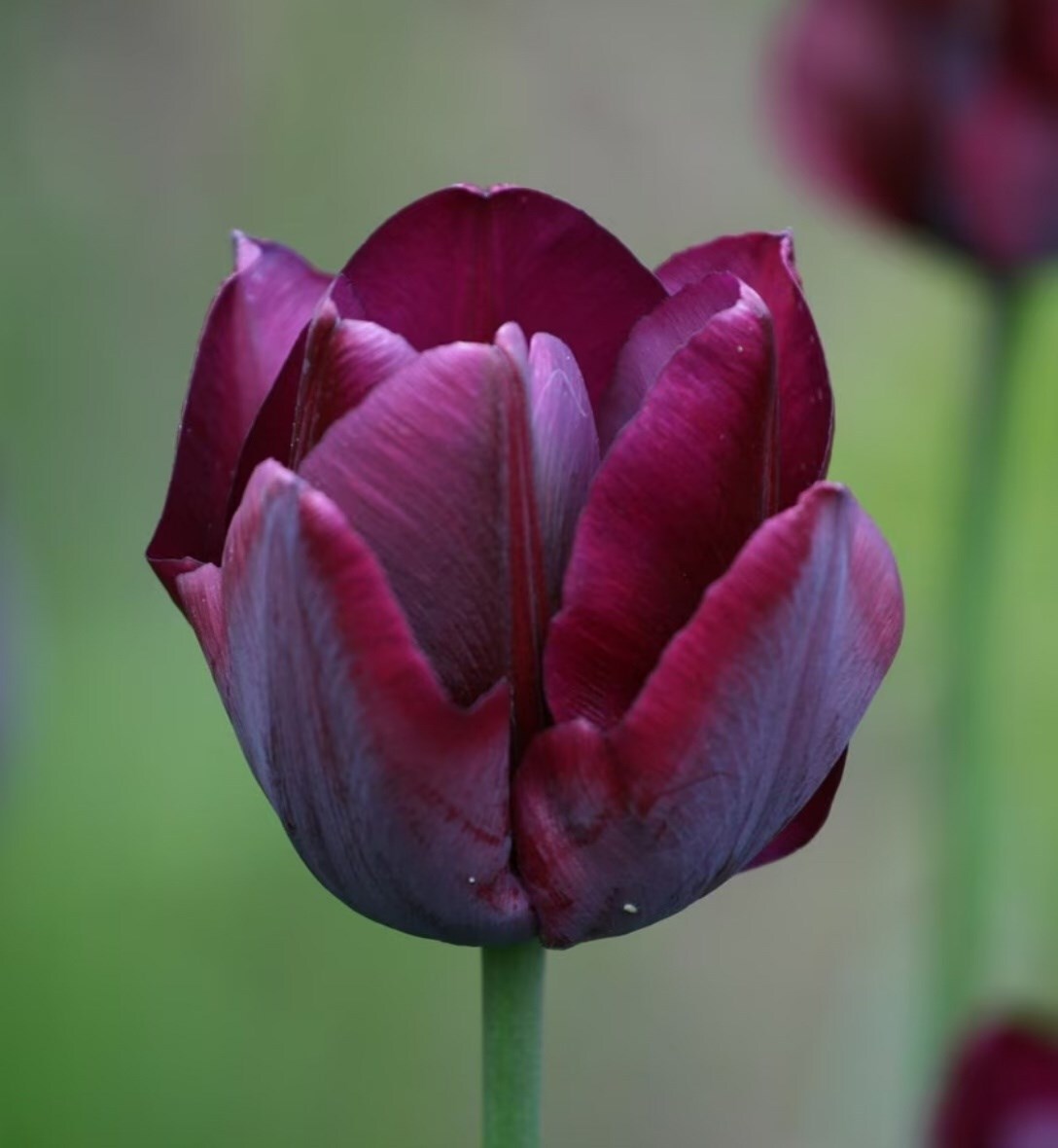Buy bulbs for your garden