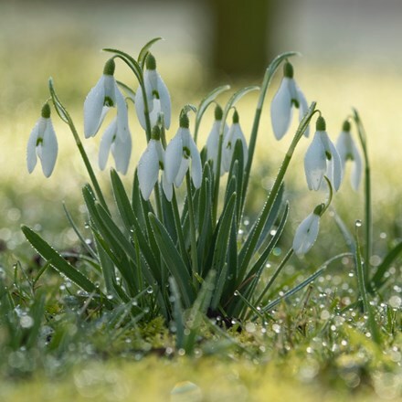 Buy bulbs for your garden