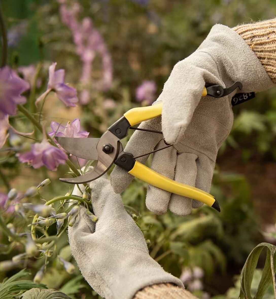 Buy plants online - Online Garden Centre for a wide variety of plants ...