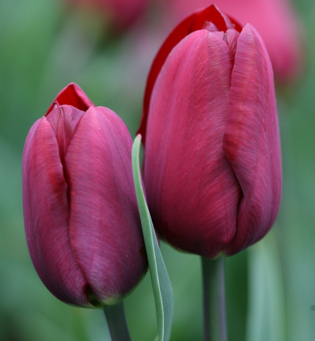 Buy bulbs for your garden