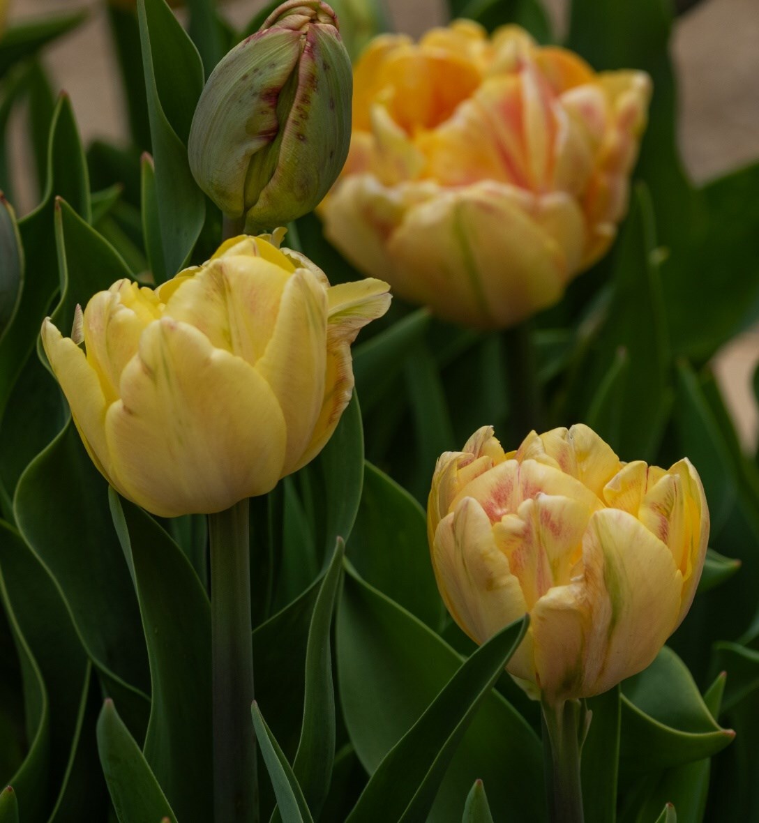 Buy bulbs for your garden