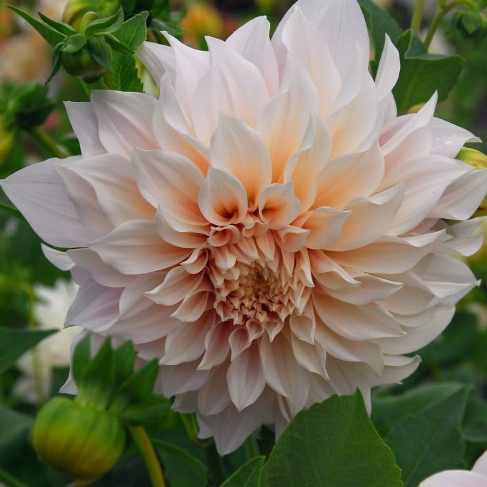 Buy viola: Delivery by Crocus