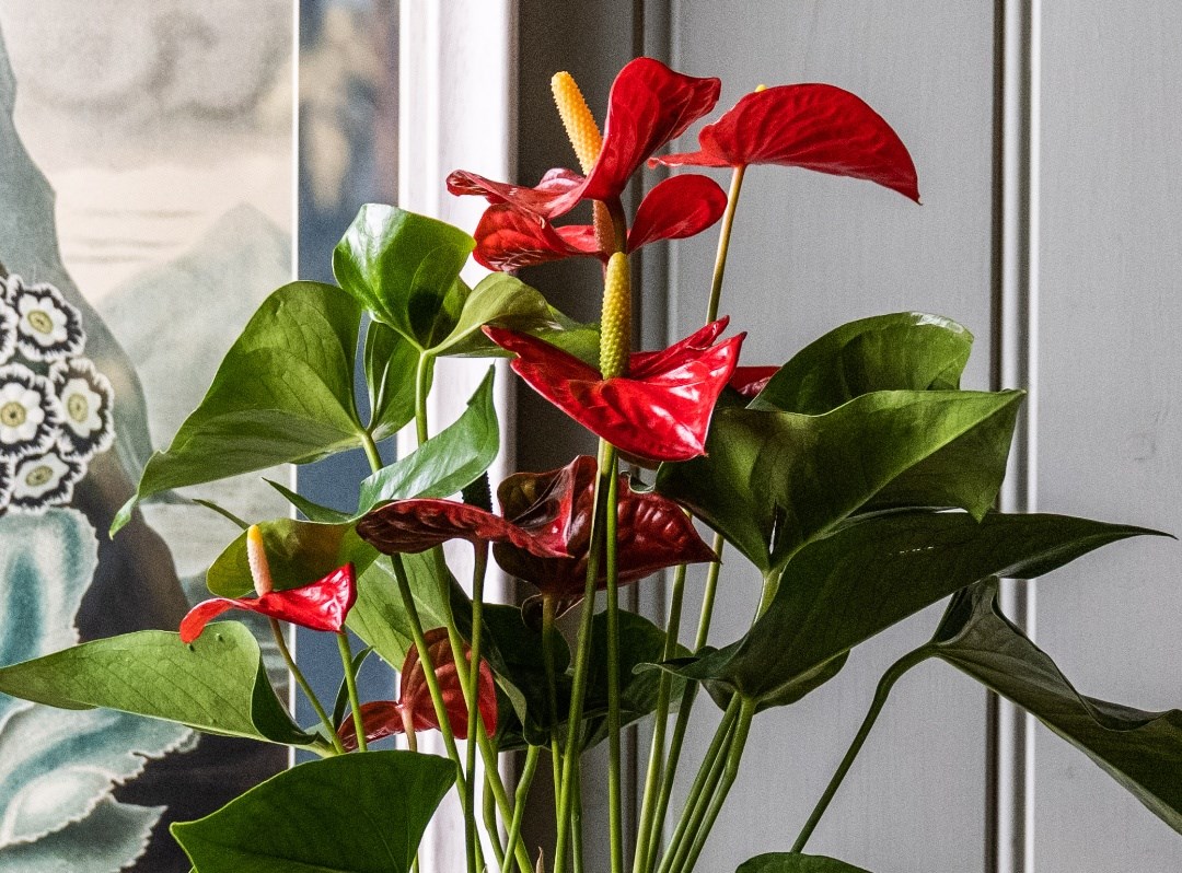 Christmas Gifting for Gardeners | Curated Collection by Crocus