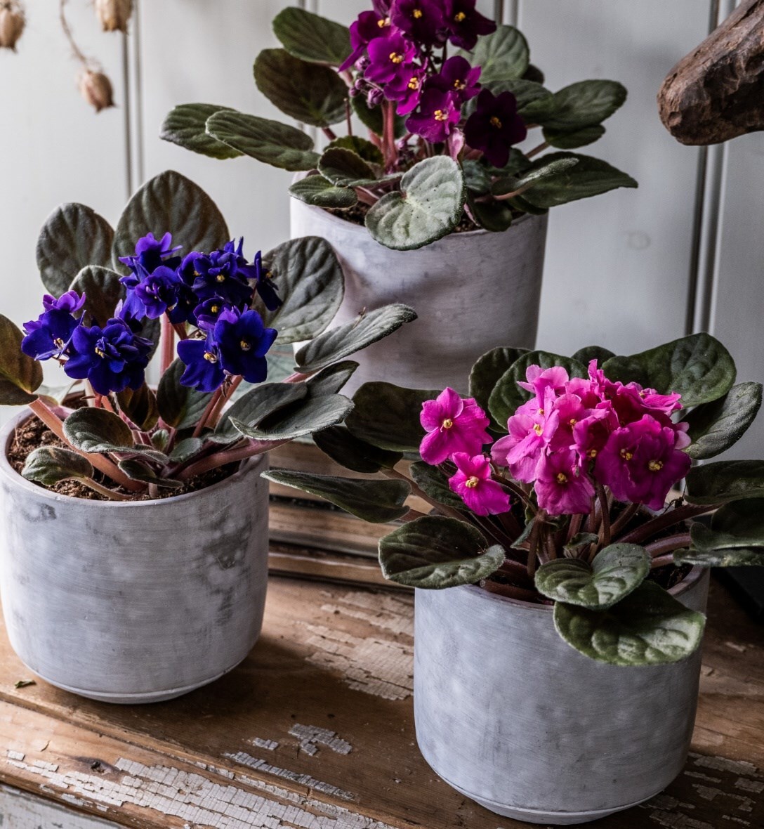 Christmas Gifts & Decorations | Designer Collections by Crocus