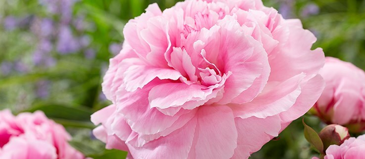 The Home of Online Gardening - Waitrose Garden