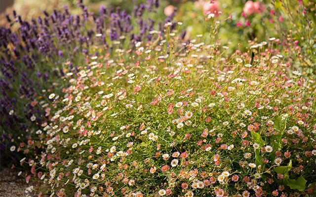 The Home of Online Gardening - Waitrose Garden