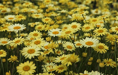 The Home of Online Gardening - Waitrose Garden