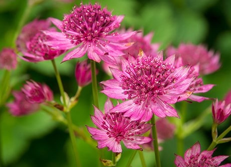 Special Offers | RHS Plants