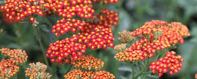 Buy perennials, bulbs, climbers & other garden plants | RHS Plants