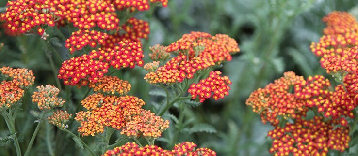 The Home of Online Gardening - Waitrose Garden