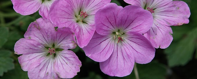 Buy perennials, bulbs, climbers & other garden plants | RHS Plants