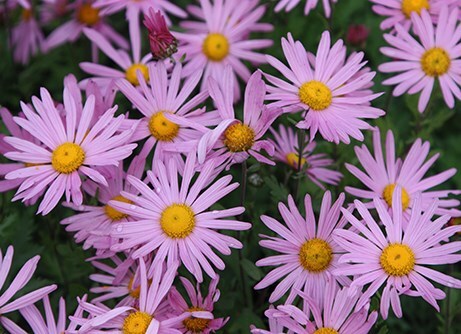 Buy perennials, bulbs, climbers & other garden plants | RHS Plants