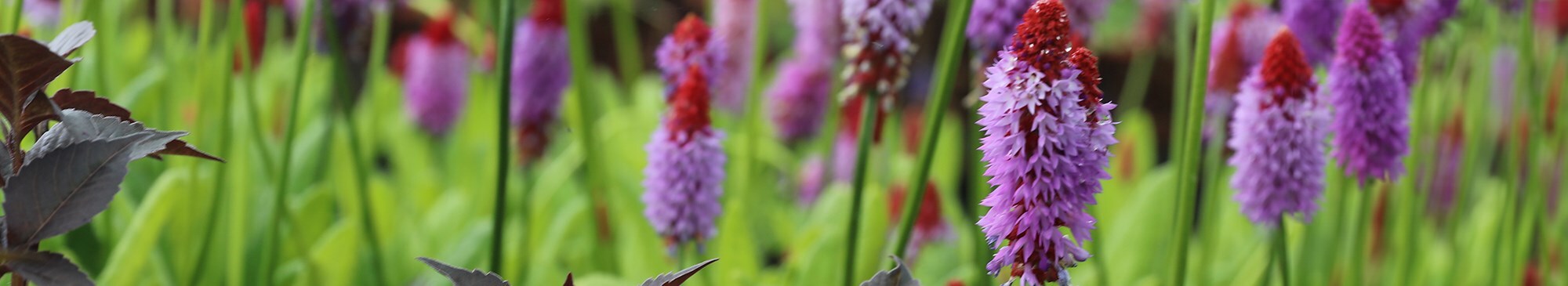 The Home of Online Gardening - Waitrose Garden