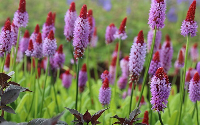 The Home of Online Gardening - Waitrose Garden