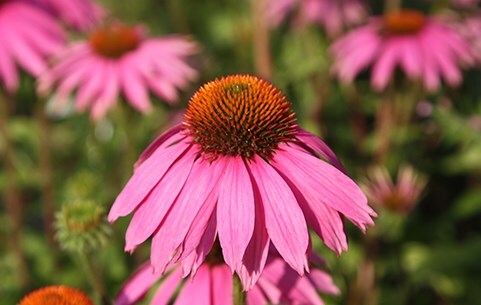 The Home of Online Gardening - Waitrose Garden