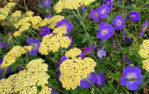 The Home of Online Gardening - Waitrose Garden