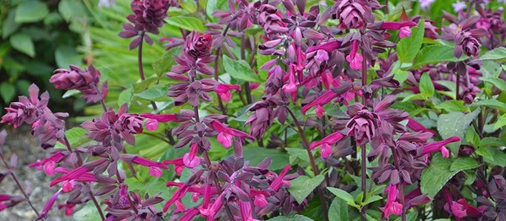 The Home of Online Gardening - Waitrose Garden