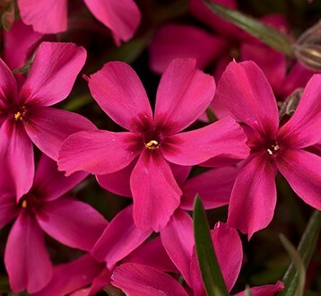 All types of plants - Waitrose Garden