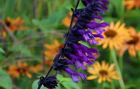 The Home of Online Gardening - Waitrose Garden