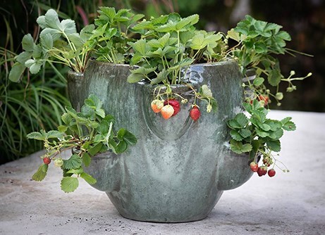 Buy garden pots and containers | RHS Plants
