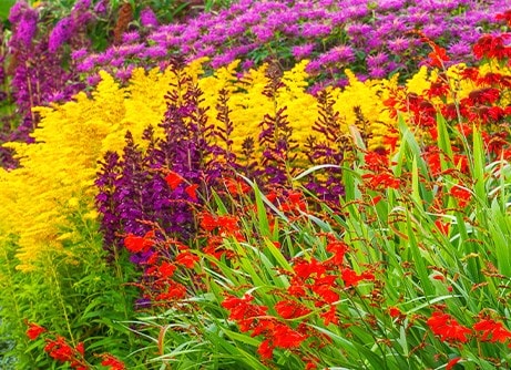 Buy St. John's wort Hypericum × hidcoteense 'Hidcote'