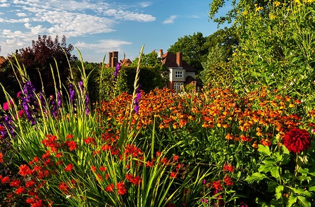 Buy perennials, bulbs, climbers & other garden plants | RHS Plants