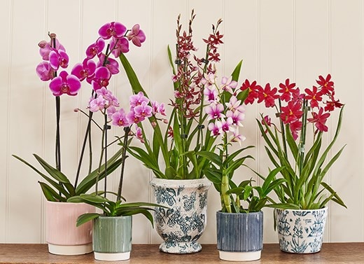 Special Offers | RHS Plants