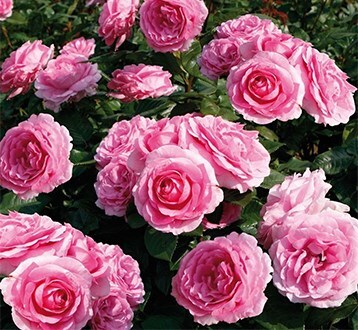 All types of plants - Waitrose Garden