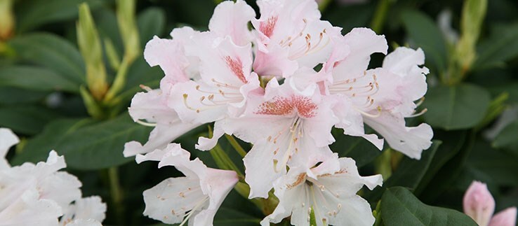 The Home of Online Gardening - Waitrose Garden