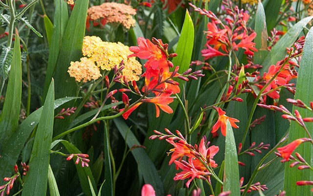 The Home of Online Gardening - Waitrose Garden
