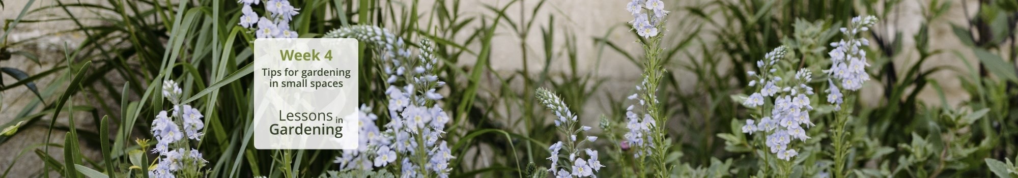 Lessons in gardening week four landing